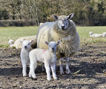 All About Romney Sheep - Countryside
